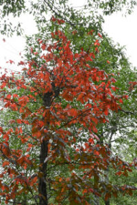 ツタウルシの紅葉が見頃です | 山形市野草園